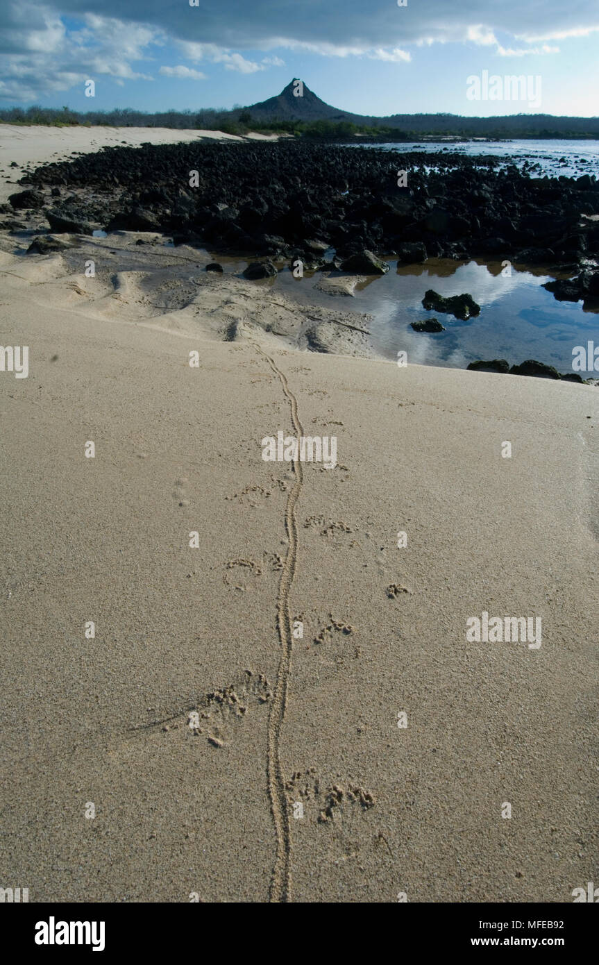 MARINE IGUANA Amblyrhynchus cristatus tracks in sand Galapagos islands ...