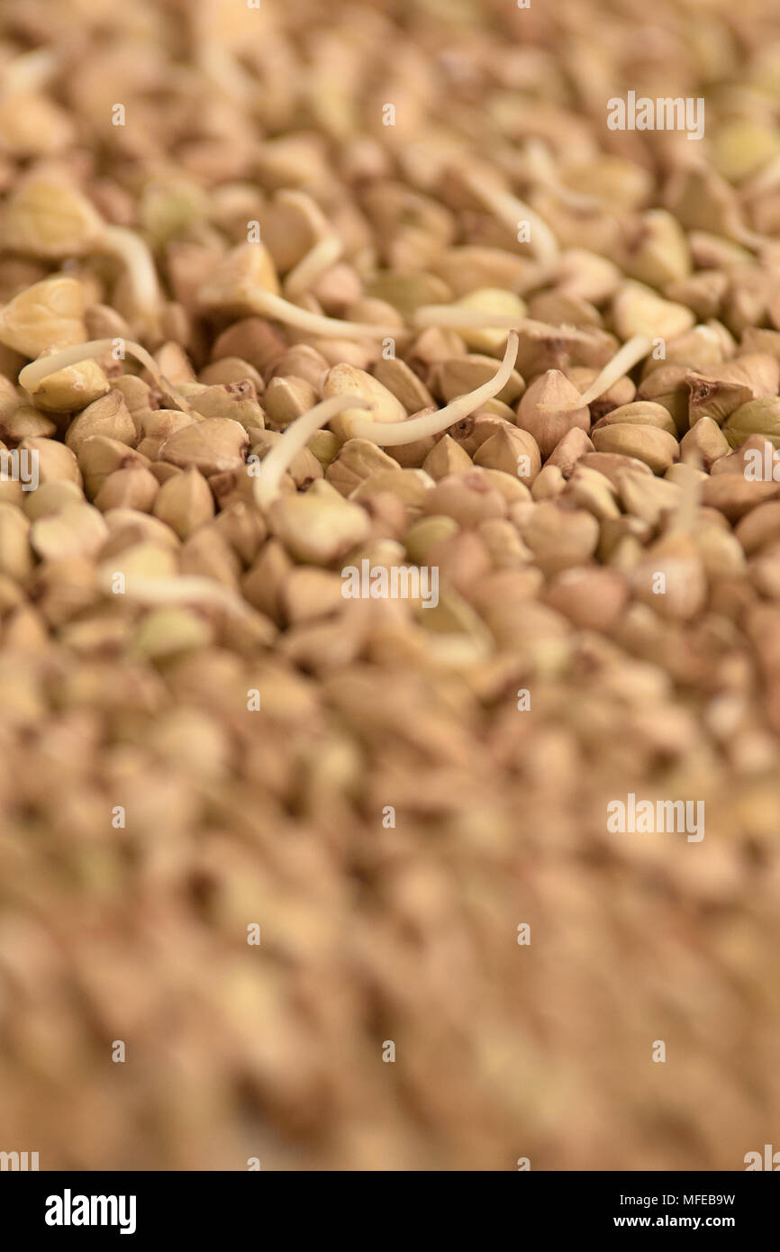 Brown croup. Sprouts. Buckwheat grains. Healthy food Stock Photo - Alamy