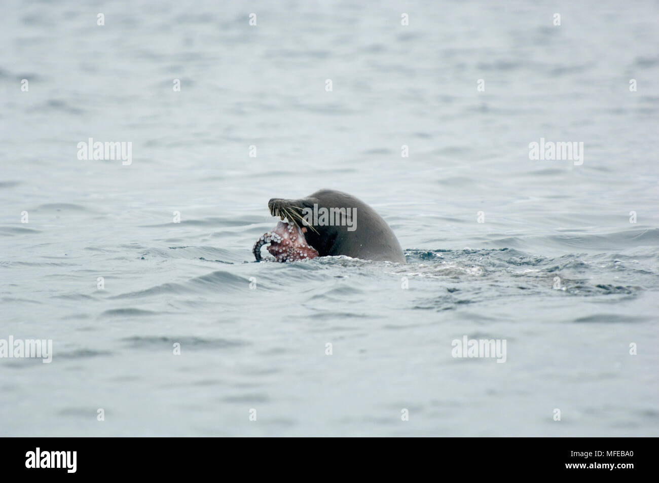 GALAPAGOS SEALION Zalophus californianus wollebaeki feeding on octopus ...