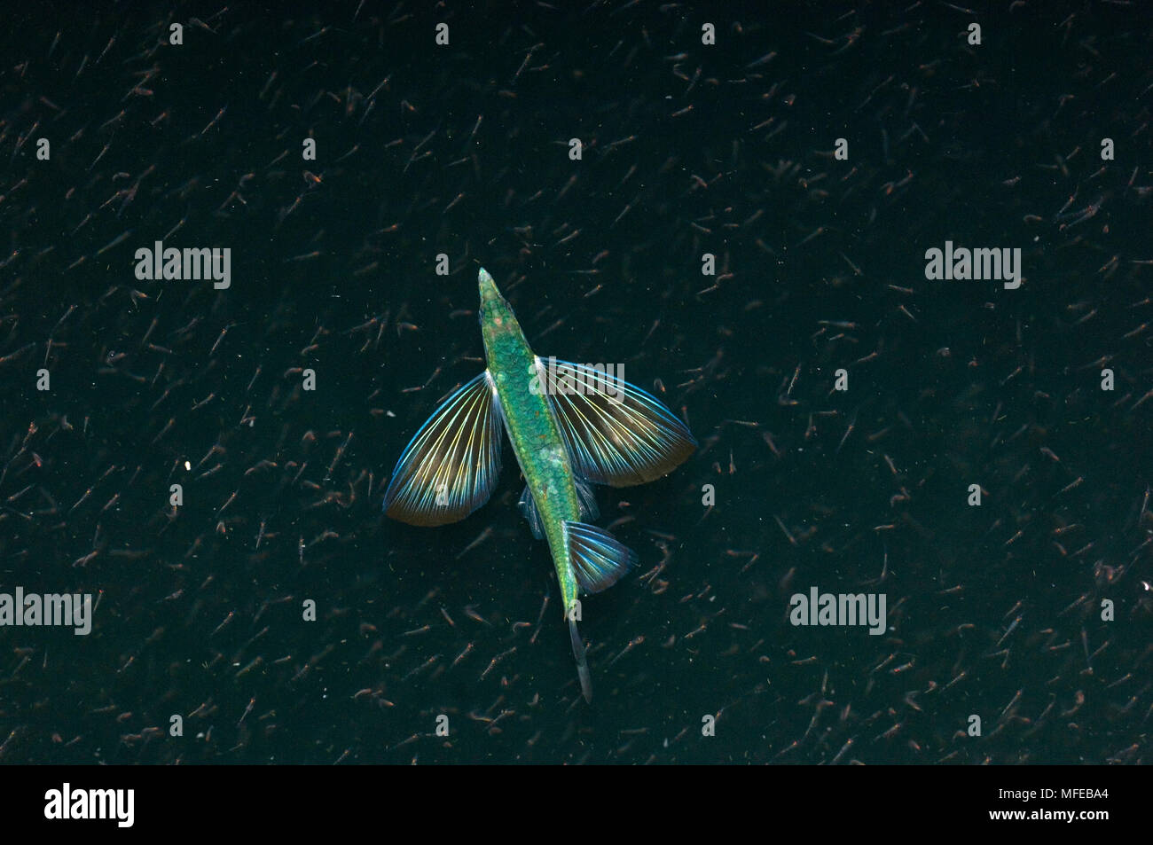 FLYING FISH Exocoetus sp. feeding in krill swarm at night Sea of Cortes ...