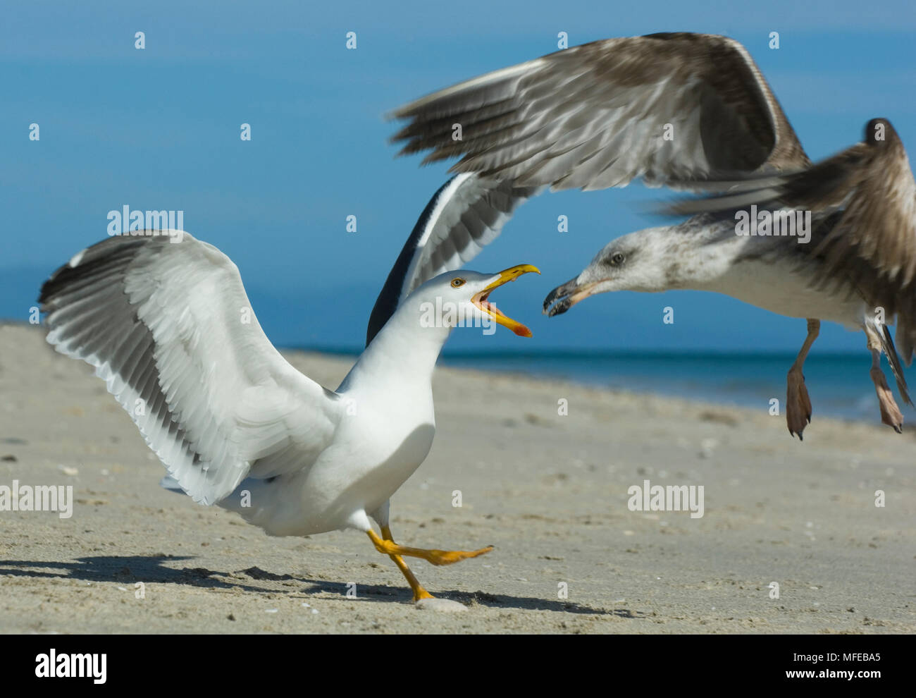 YELLOW-FOOTED GULL Larus livens Adult scolding juvenile Sea of Cortes ...