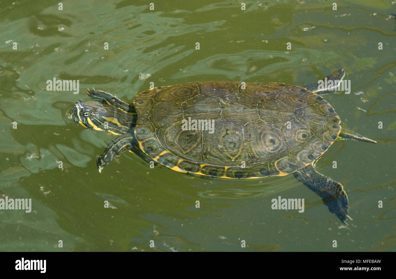 BAJA CALIFORNIA SLIDER TURTLE Trachemys scripta nebulosa Captive, Baja ...