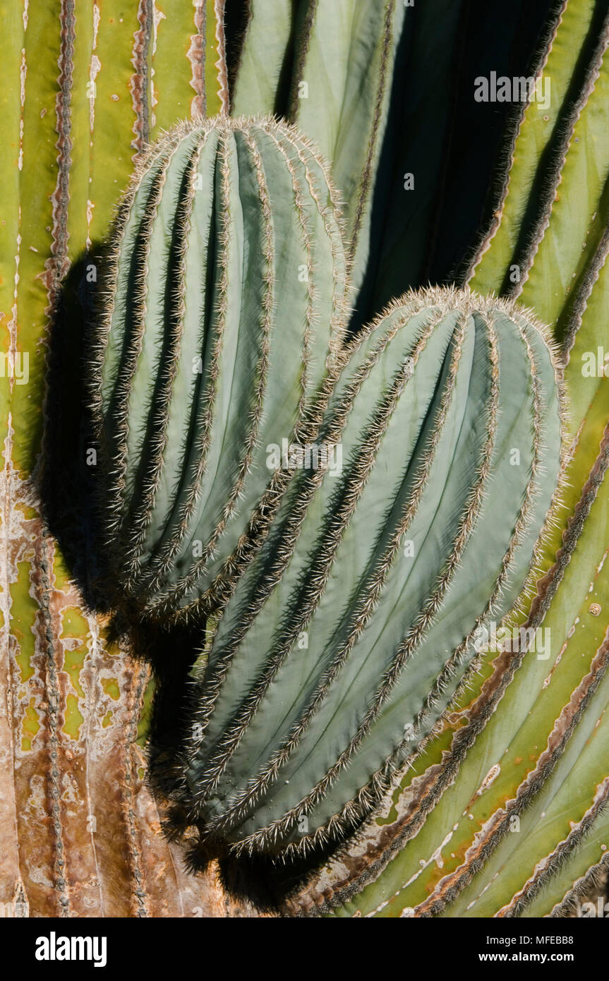 CARDON CACTUS Pachycereus pringlei new stems Santa Cataline Is. Baja ...