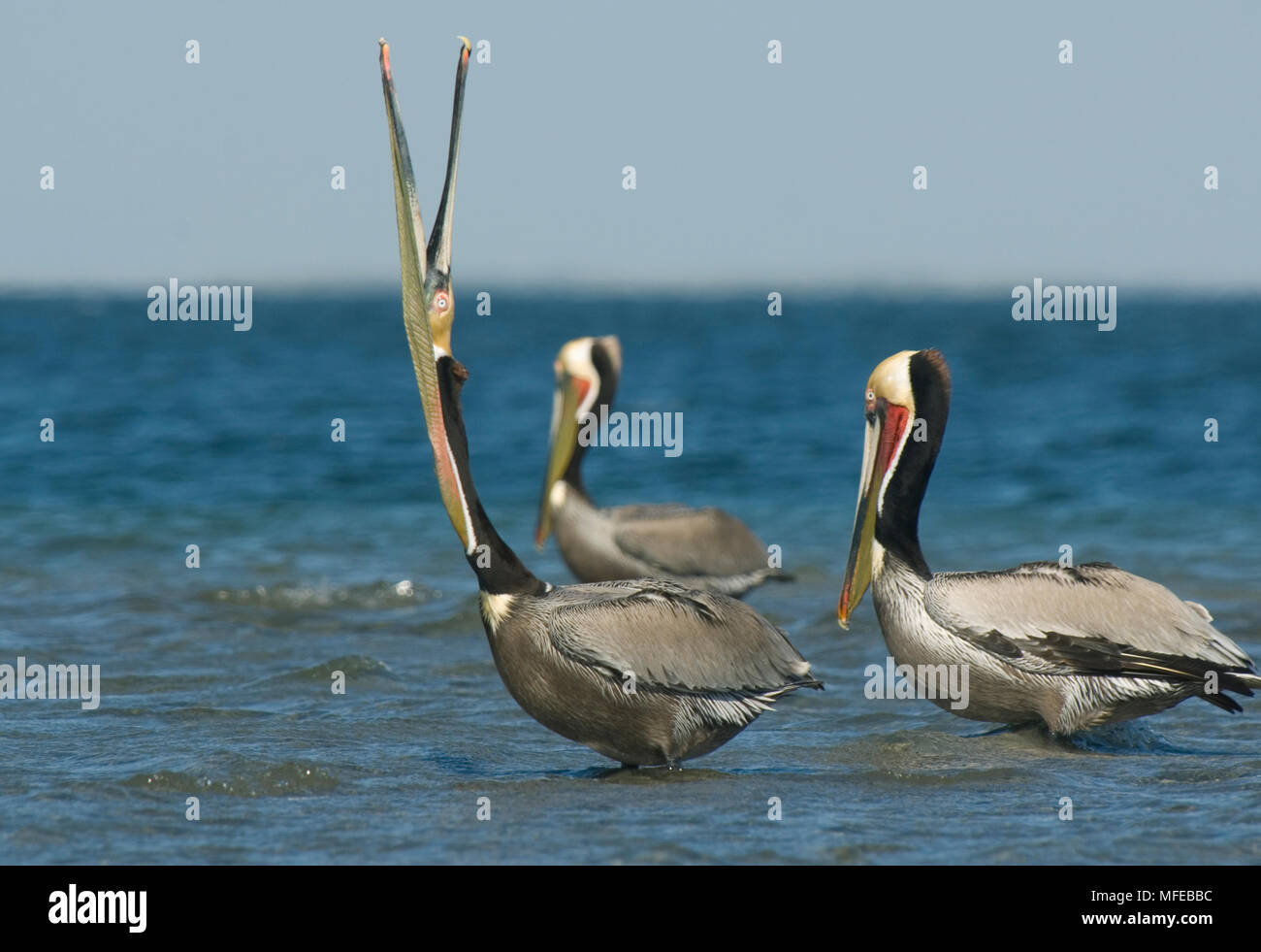 Pelican beak stretching hi-res stock photography and images - Alamy