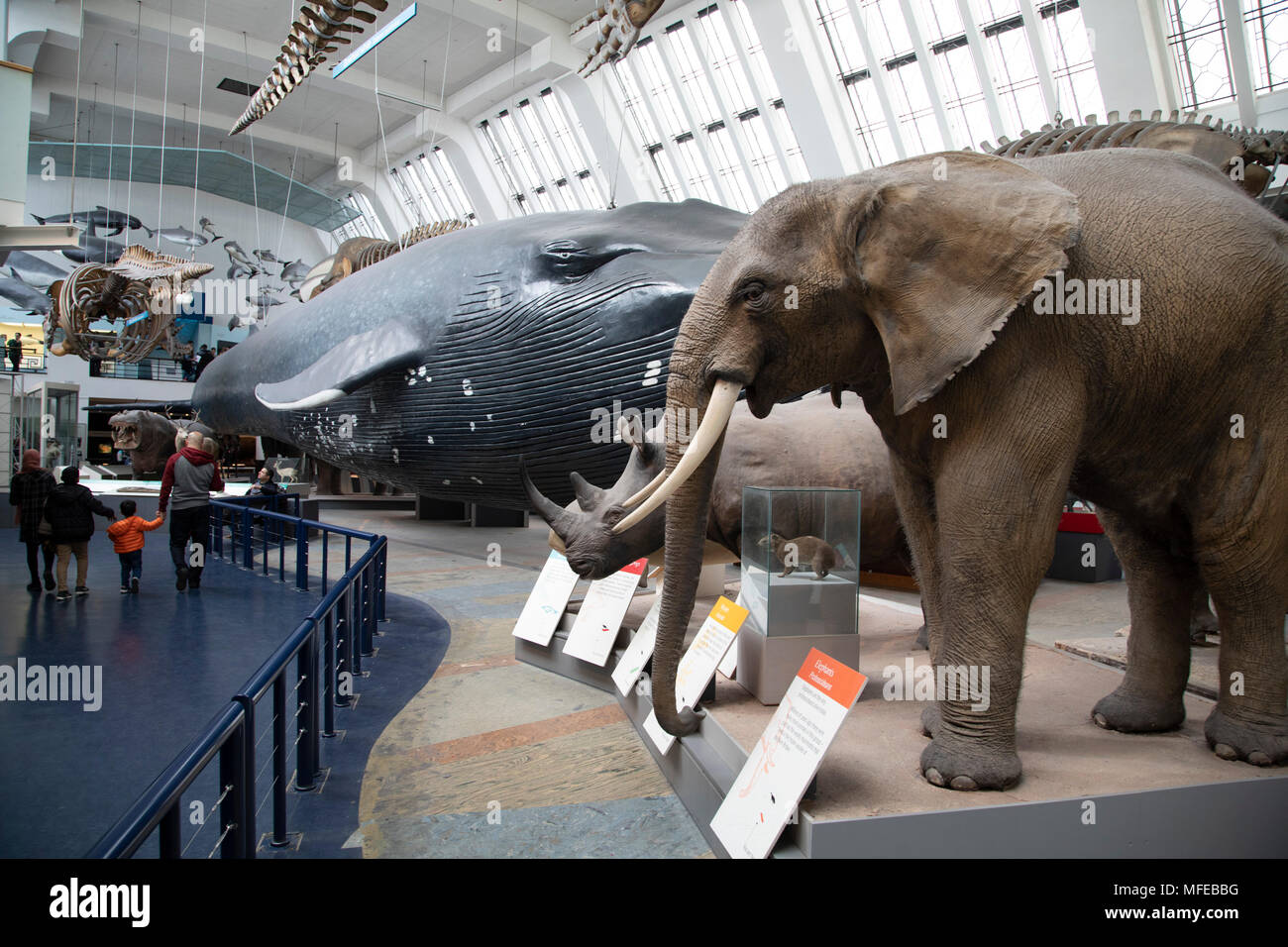 Mammals including marine mammals exhibition hall at the Natural History ...