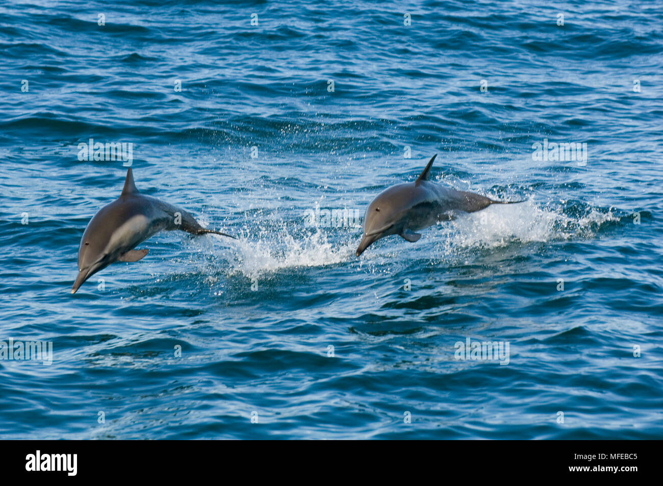 LONG-BEAKED COMMON DOLPHIN Delphinus capensis Sea of Cortes, Baja ...