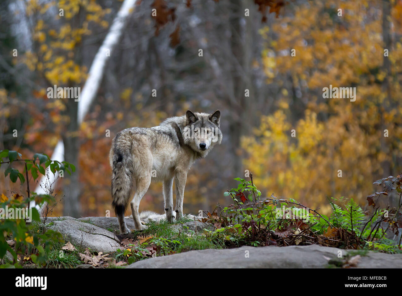 Grey Wolf Standing On Rocks Stock Photos & Grey Wolf Standing On Rocks ...