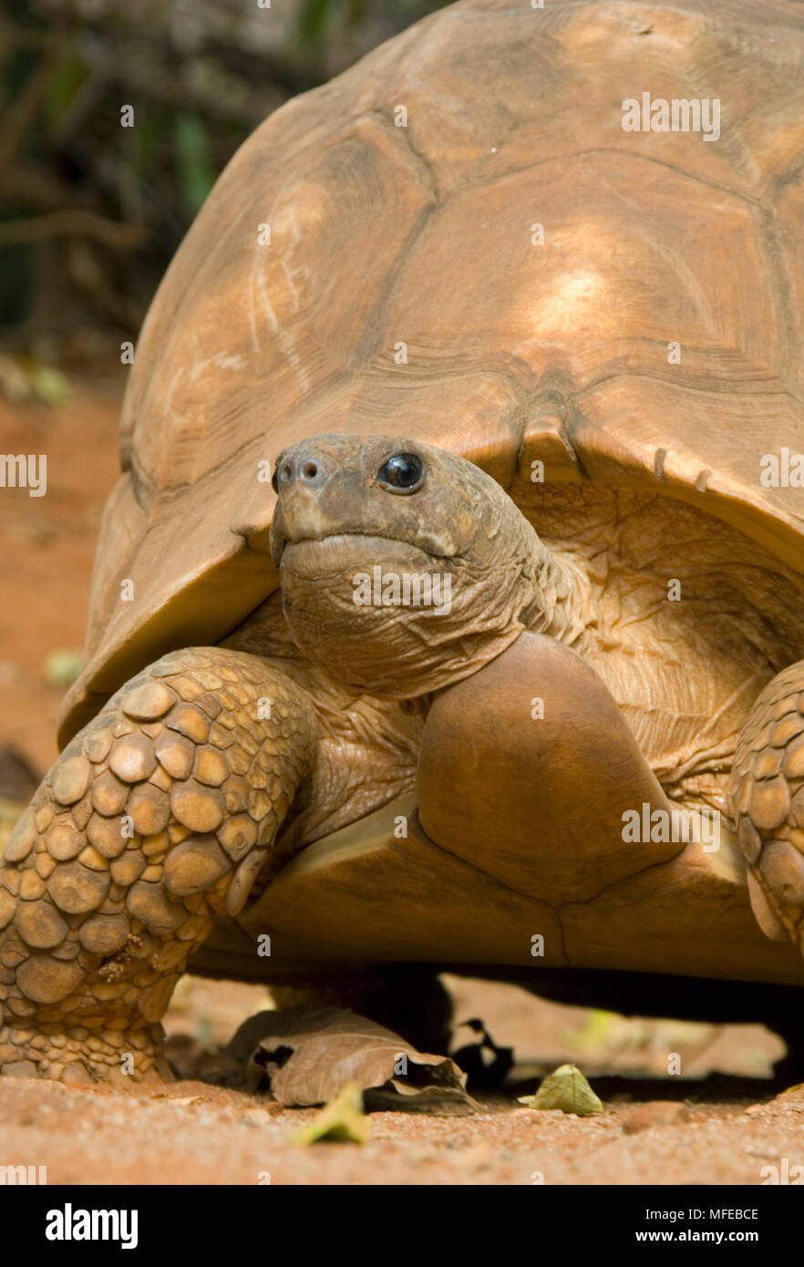 MADAGASCAR PLOWSHARE TORTOISE Geochelone yniphora male in captive ...