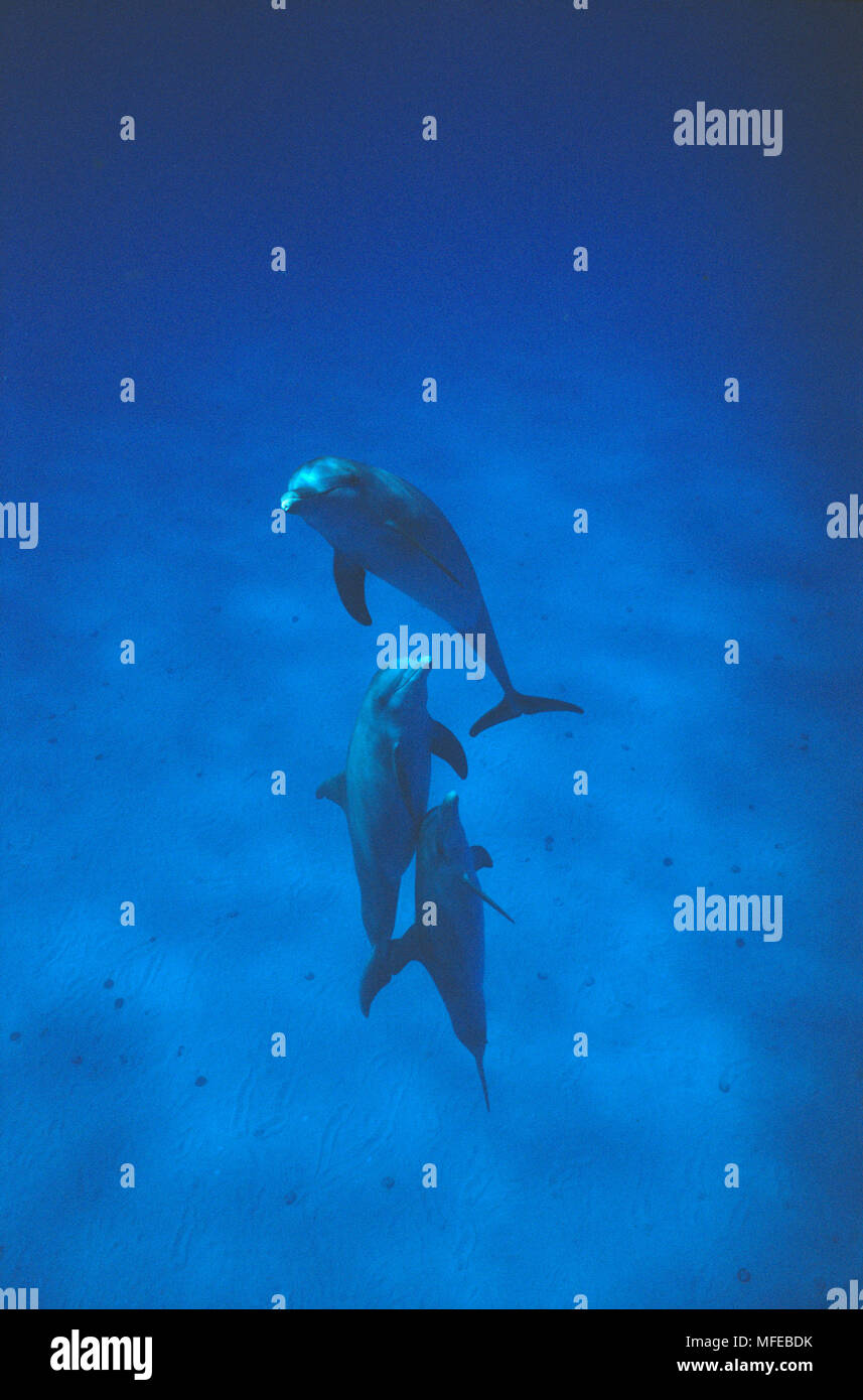 BOTTLENOSE DOLPHINS (Tursiops truncatus) Underwater, Bahamas Stock Photo - Alamy