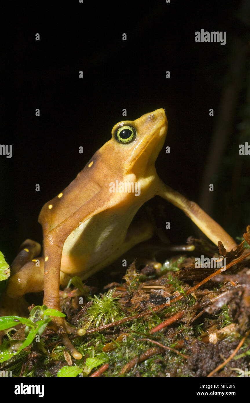 PIRRE MOUNTAIN FROG (Atelopus glyphus) Pirre Mtn. Darien Nat. Park ...
