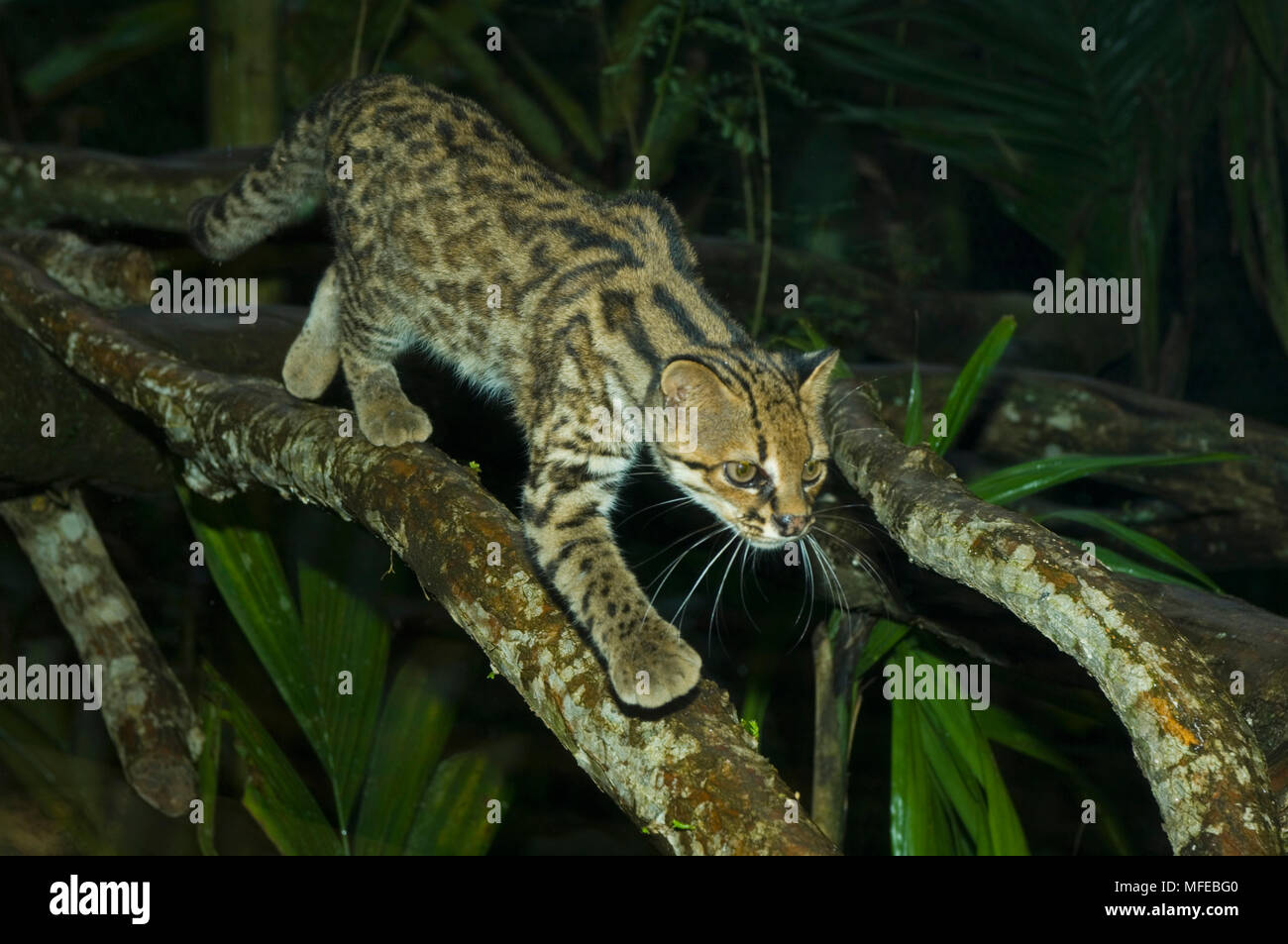 ONCILLA or TIGER CAT (Leopardus tigrinus) captive, Costa Rica Stock ...