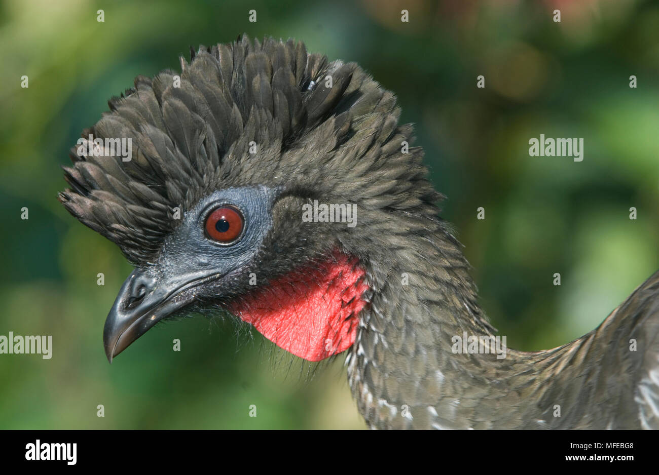 CRESTED GUAN (Penelope purpurascens) Arenal, Costa Rica Stock Photo - Alamy