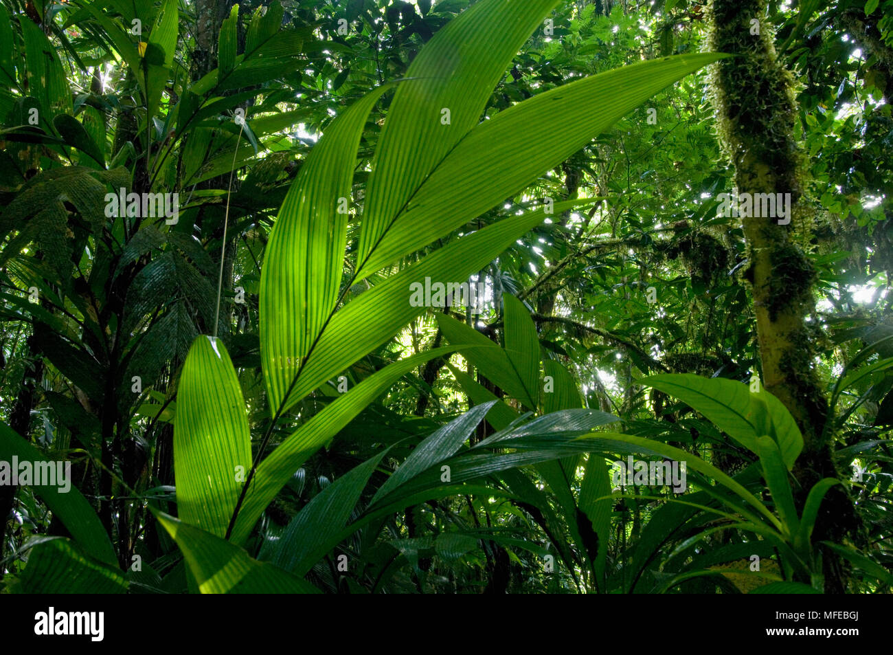 LOWLAND RAINFOREST, La Selva Reserve, Costa Rica Stock Photo - Alamy