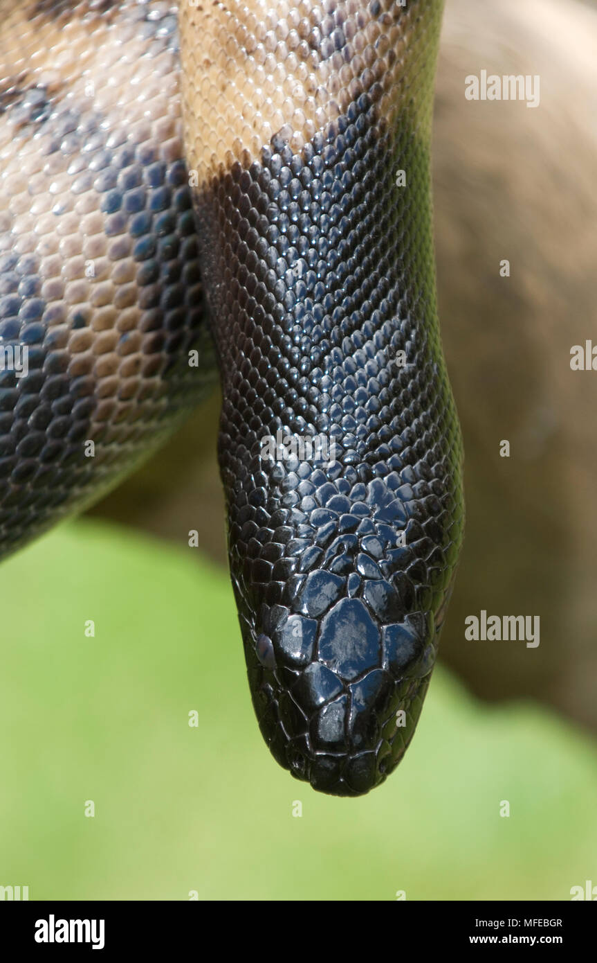 Black headed python hi-res stock photography and images - Alamy