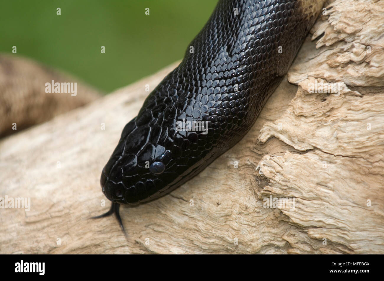 BLACK-HEADED PYTHON, Aspidites melanocephalus; Australia Stock Photo ...