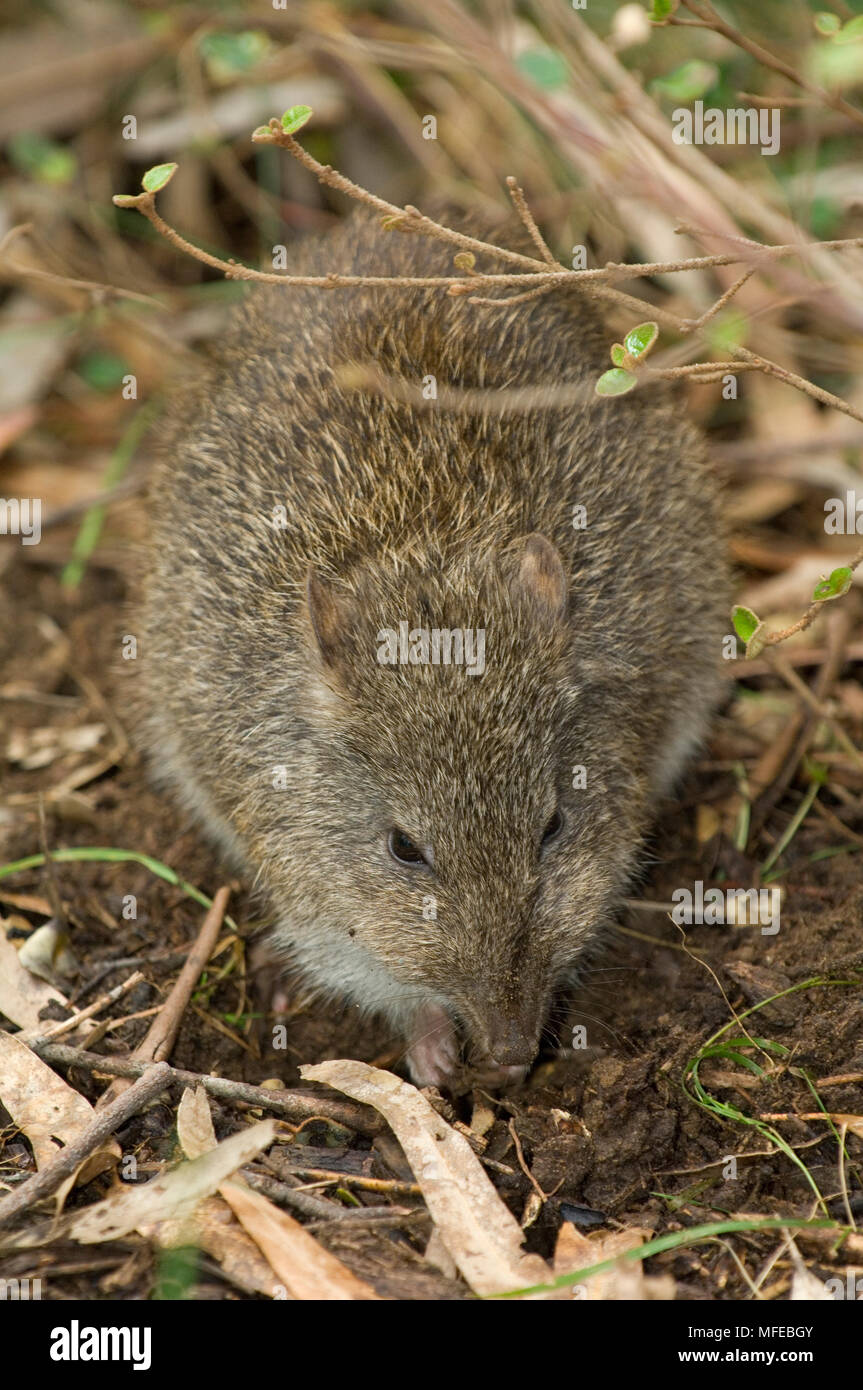 LONG-NOSED POTOROO, Potorous tridactylus, Australia Stock Photo - Alamy