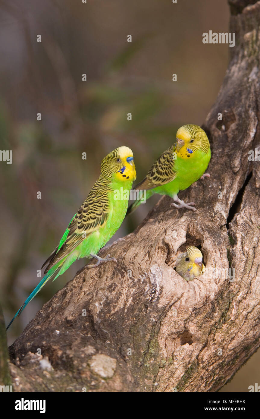 BUDGERIGAR, Melopsittacus undulatus, Australia; pair at nest hole with ...