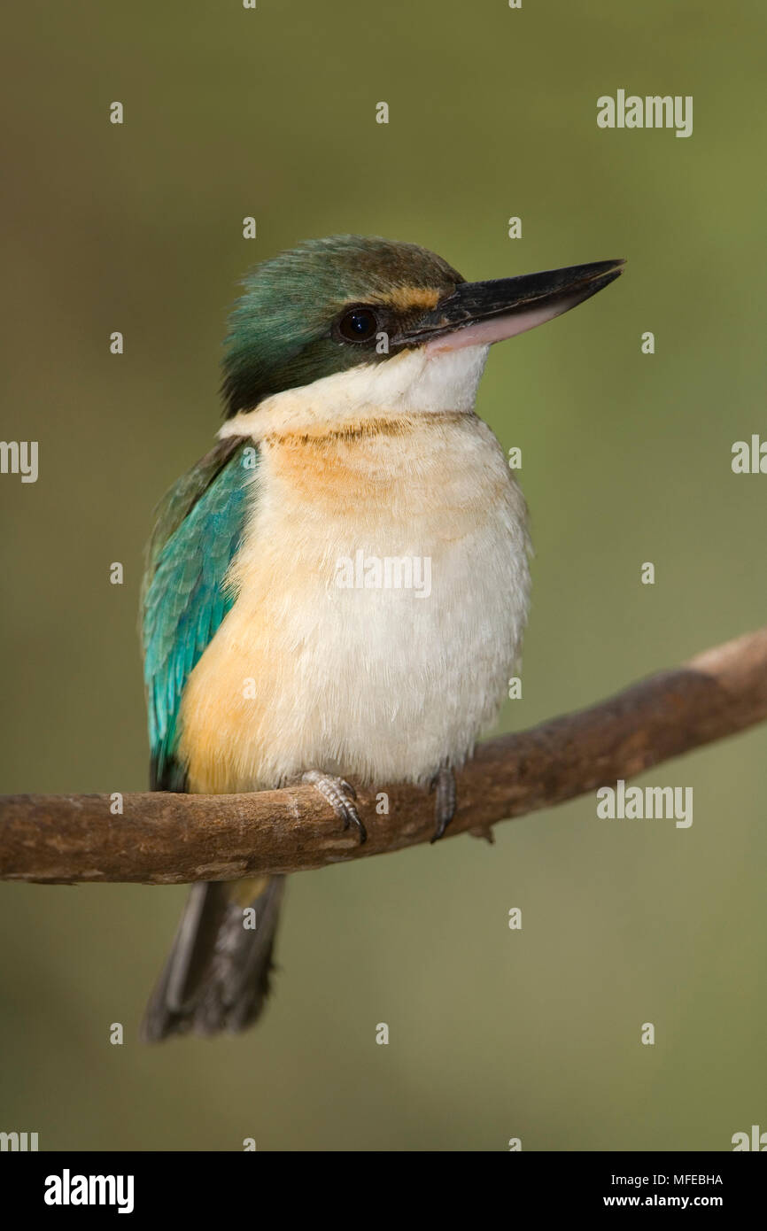 RED-BACKED KINGFISHER, Todirhamphus pyrrhopygia; Australia Stock Photo ...