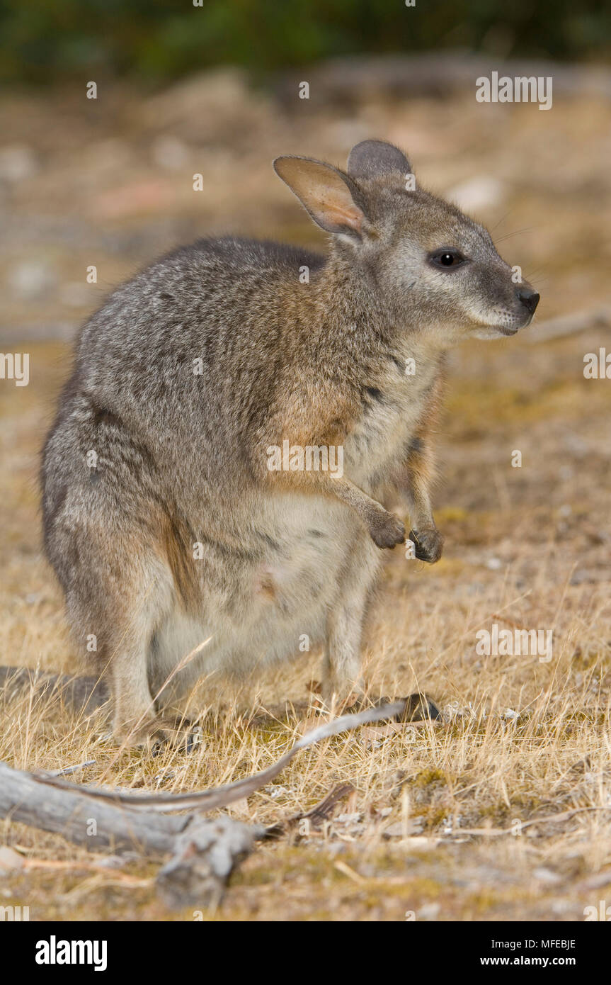 TAMMAR WALLABY, Macropus eugenii; Kangaroo Island, Australia Stock ...