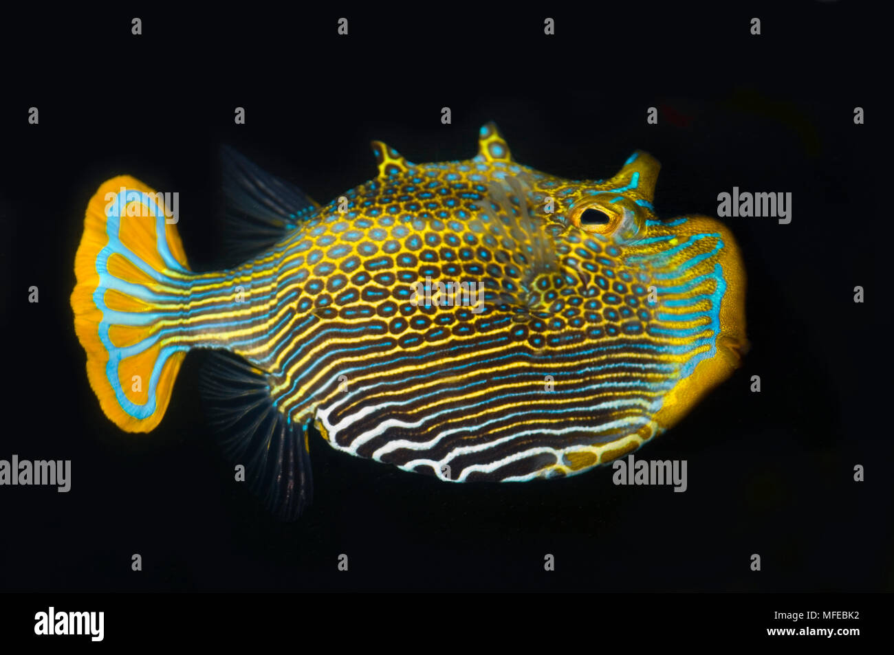 Great barrier reef underwater colourful hi-res stock photography and ...