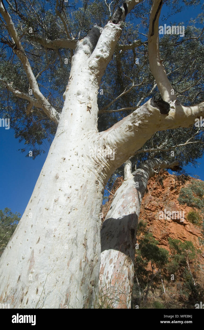 Ghost gum tree hi-res stock photography and images - Alamy