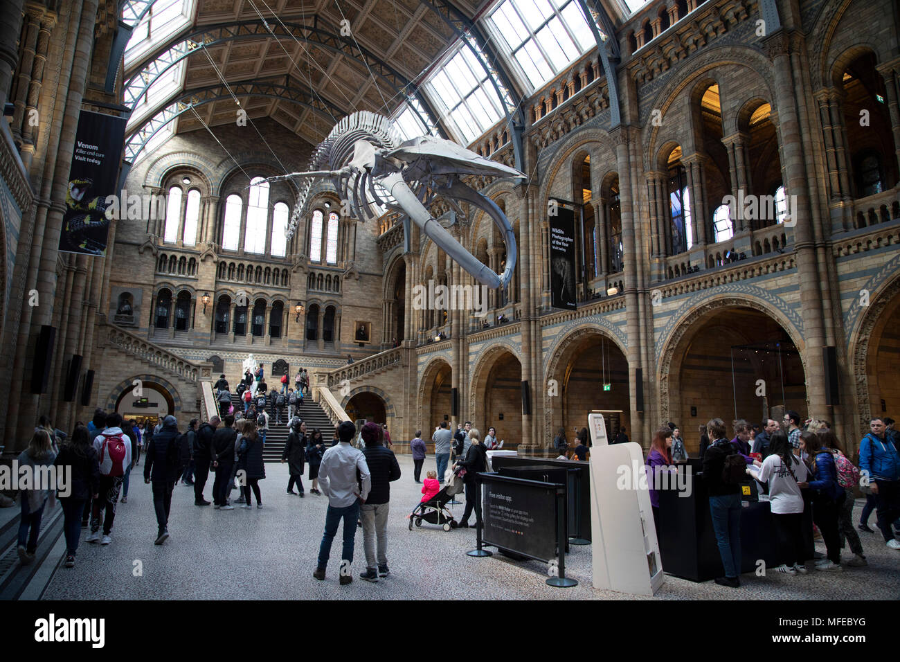 Suspended skeleton of a Blue Whale in Hintze Hall, the main entrance ...