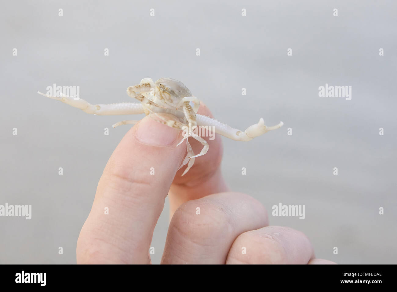 Small crab. Arm. Light background Stock Photo - Alamy