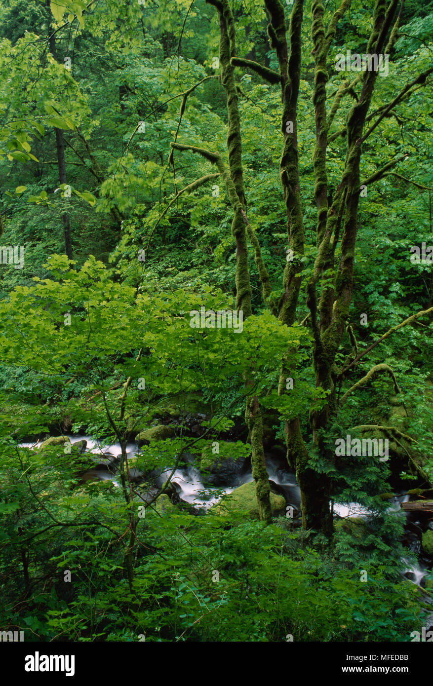 TEMPERATE RAINFOREST Columbia Gorge Scenic Area McCord Creek, Oregon ...