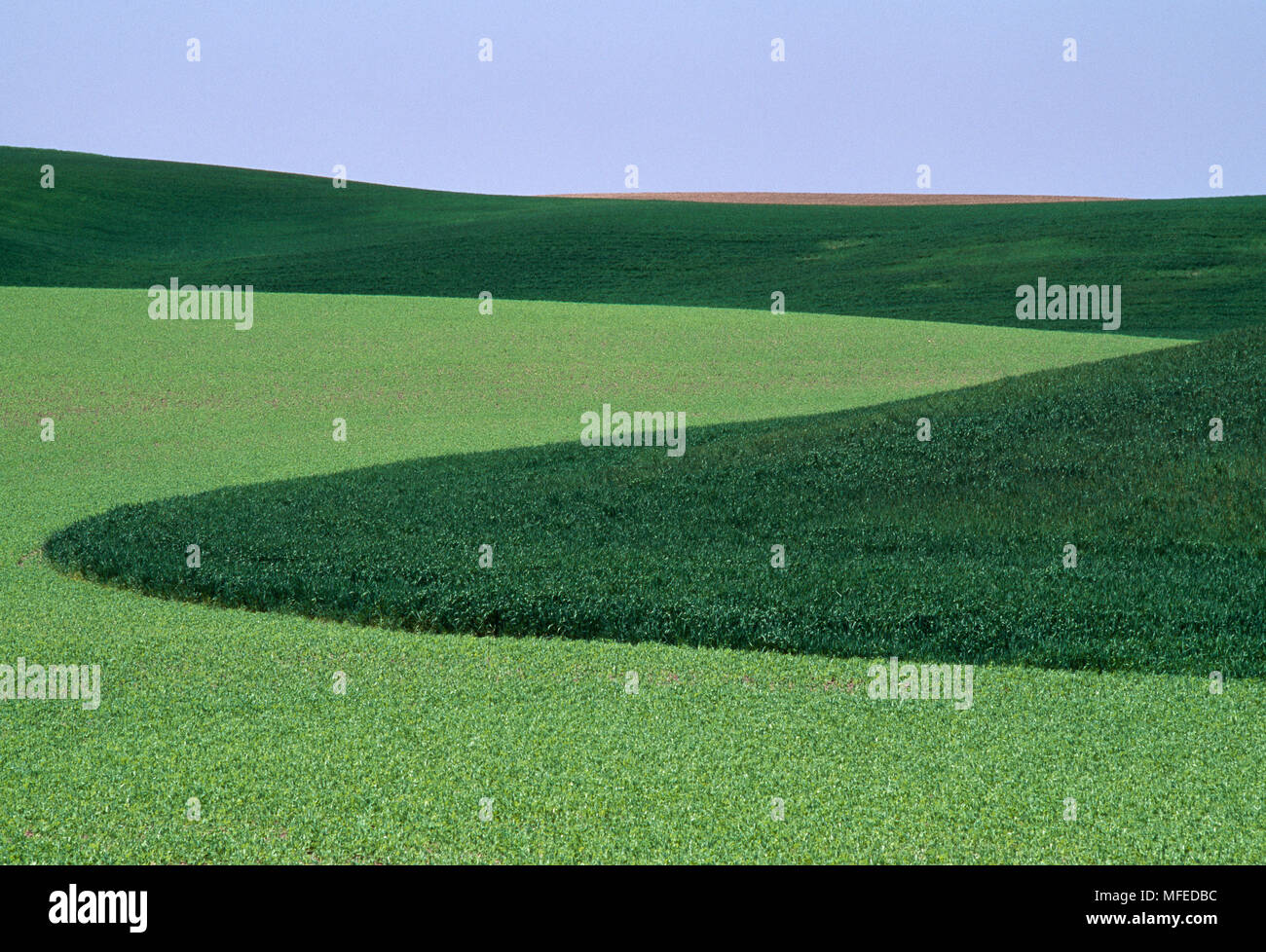 WHEAT & PEA CROP PATTERNS May Palouse area, eastern Washington, north ...