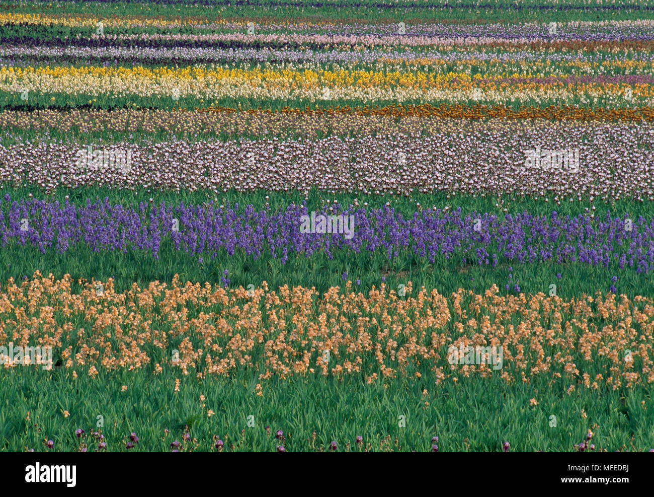 IRIS FIELD PATTERN Commercial iris-growing Oregon, USA Stock Photo - Alamy