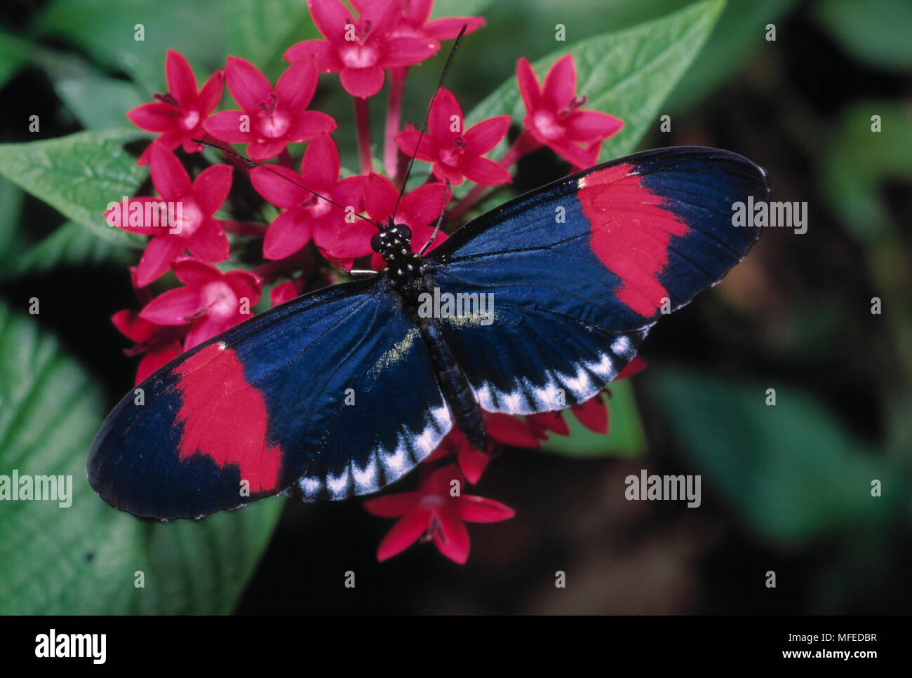 SMALL POSTMAN BUTTERFLY Heliconius erato wings open, sipping nectar ...