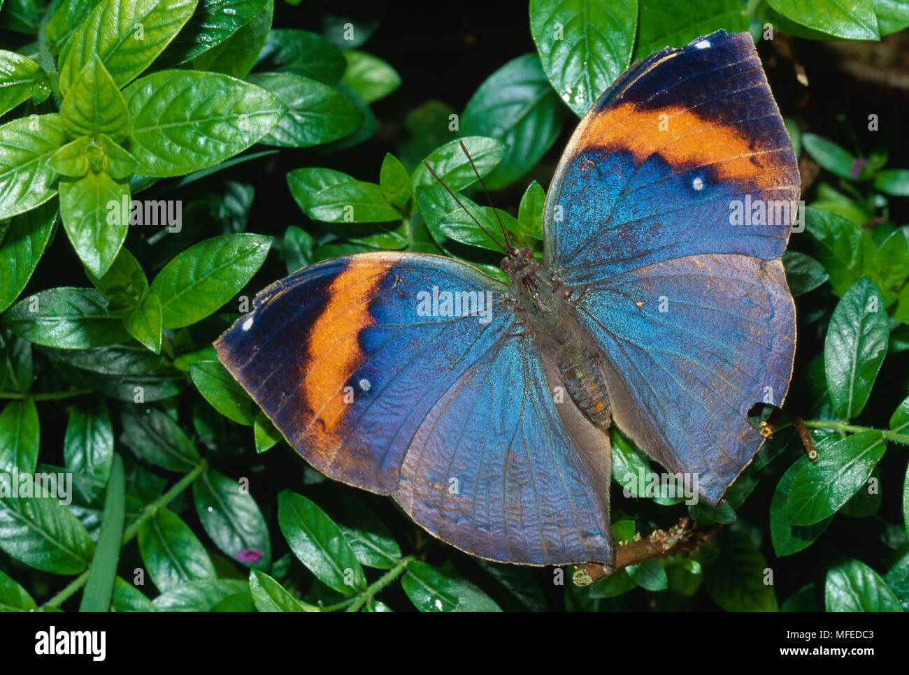 INDIAN LEAF BUTTERFLY Kallima paralekta on foliage, wings open India ...