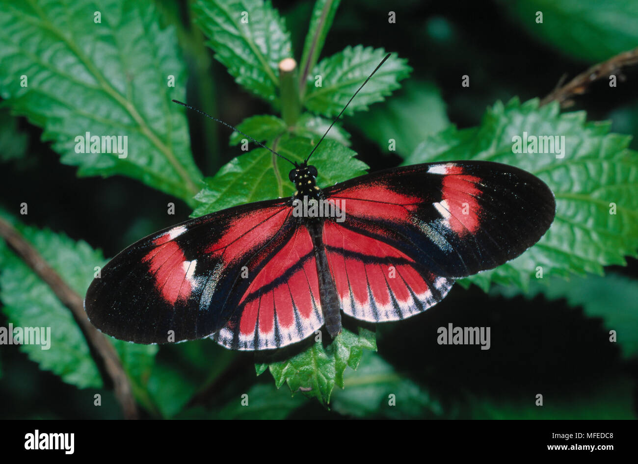 HELICONIUS BUTTERFLY Heliconius melpomene on foliage, wings open Native ...