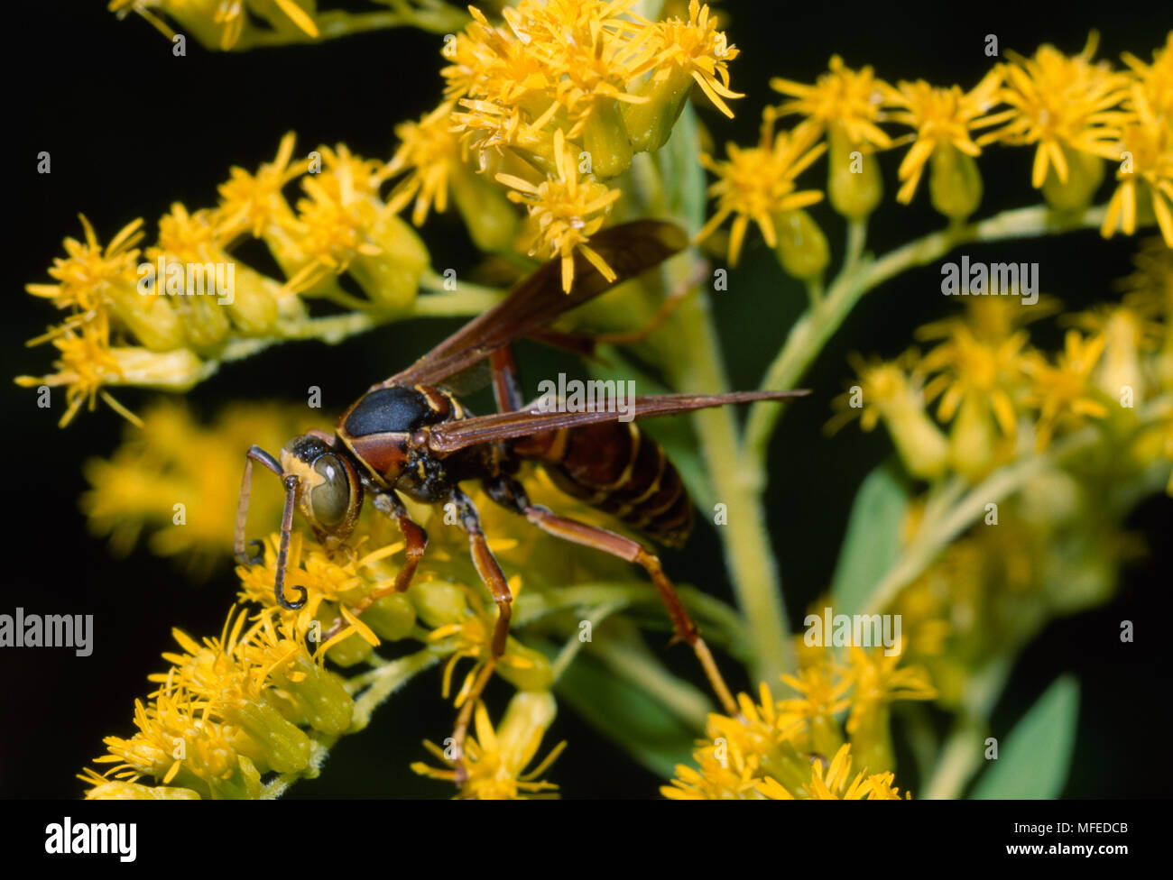 Polistes sp hi-res stock photography and images - Alamy