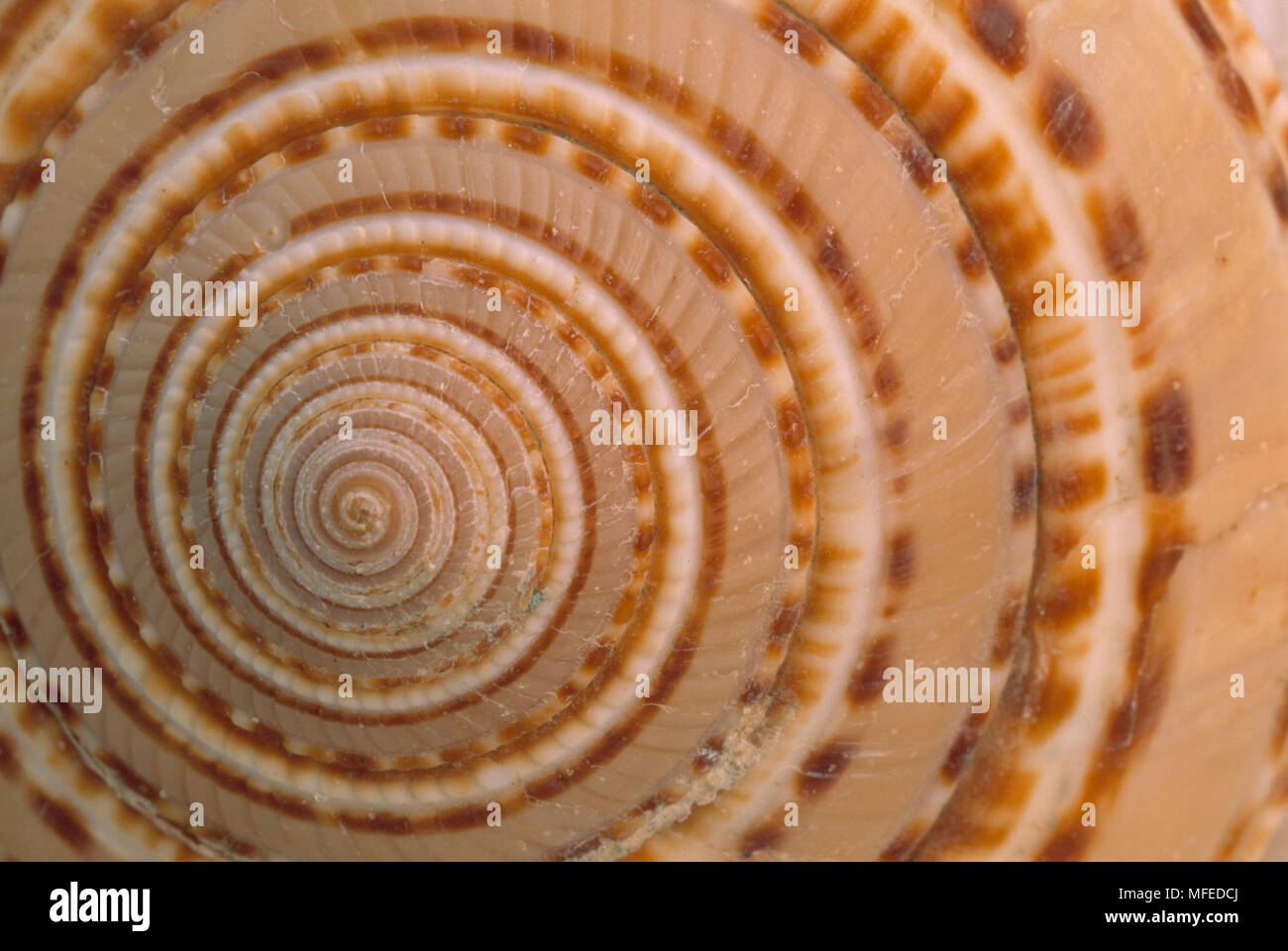 Sundial Shell High Resolution Stock Photography and Images - Alamy