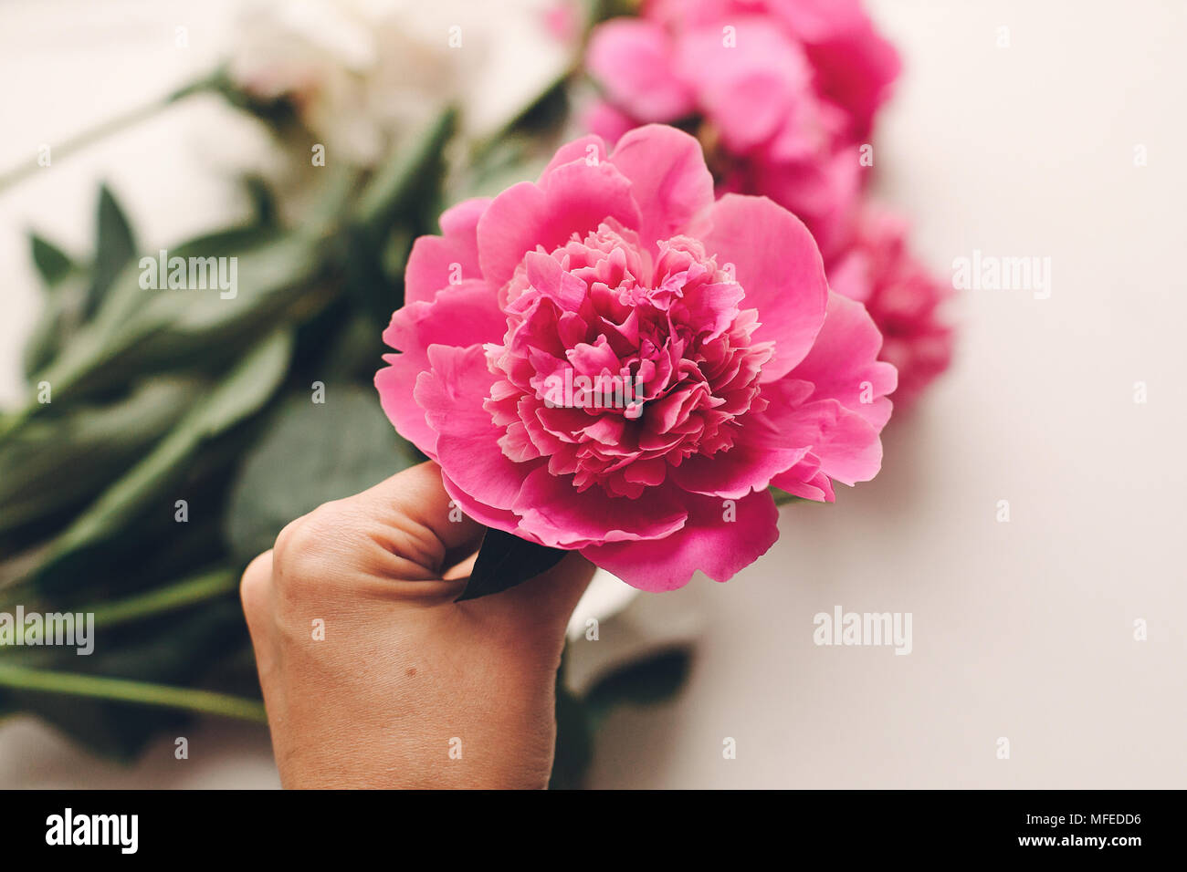 hand holding lovely pink peony and peonies on rustic old white wooden ...