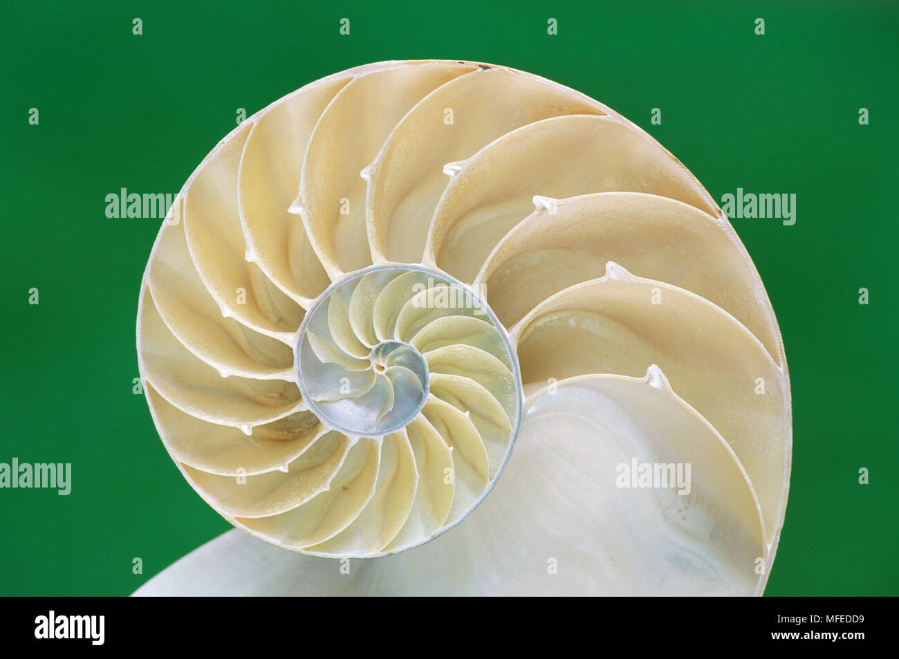 Cross section chambered nautilus shell hi-res stock photography and ...