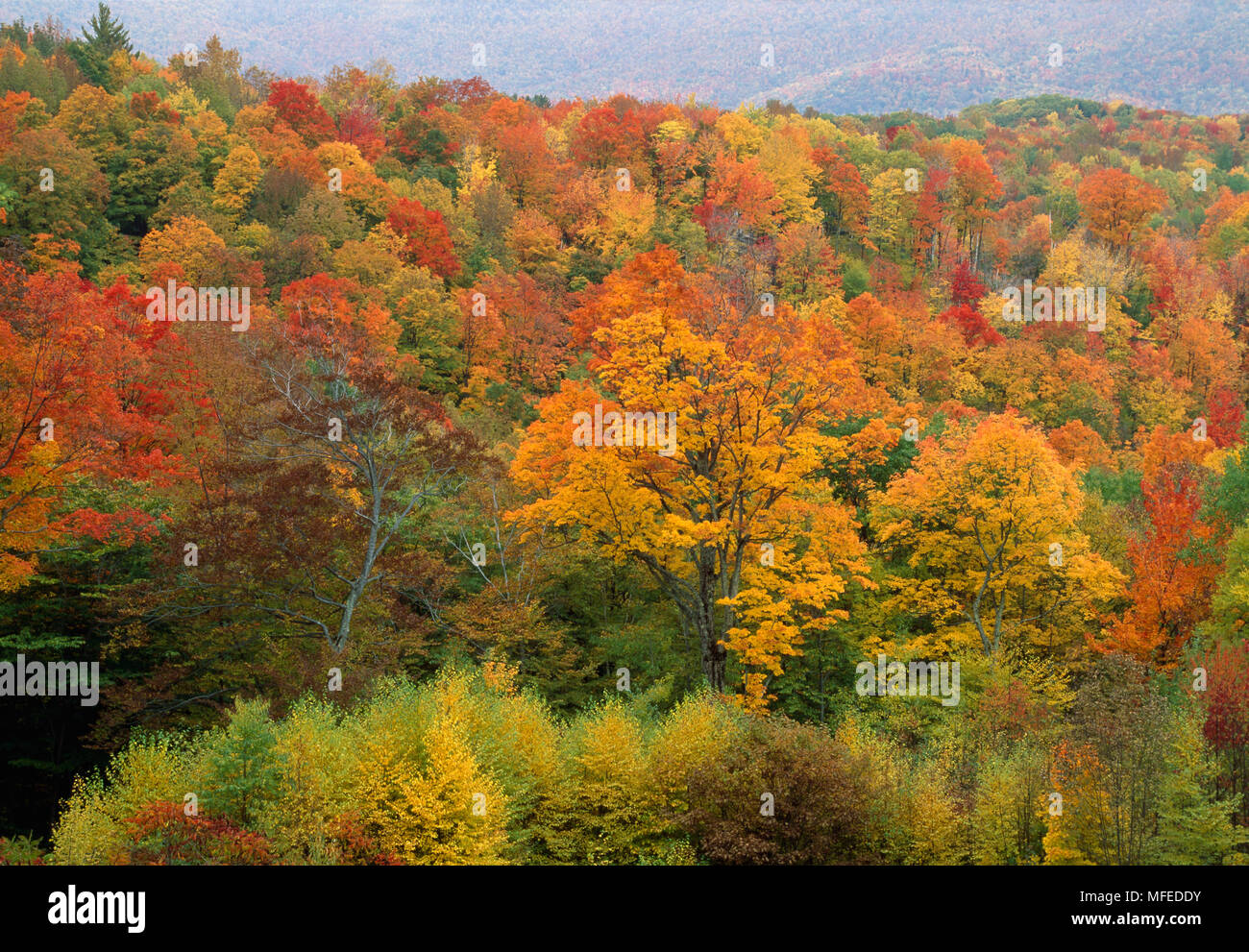 AUTUMN COLOURS October Green Mountain National Forest, Vermont, USA ...
