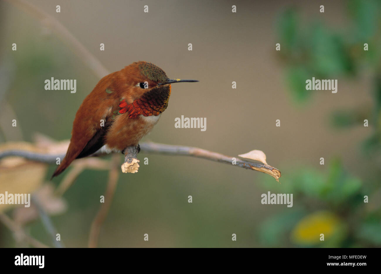 RUFOUS HUMMINGBIRD male on twig Selasphorus rufus Arizona, USA Stock ...