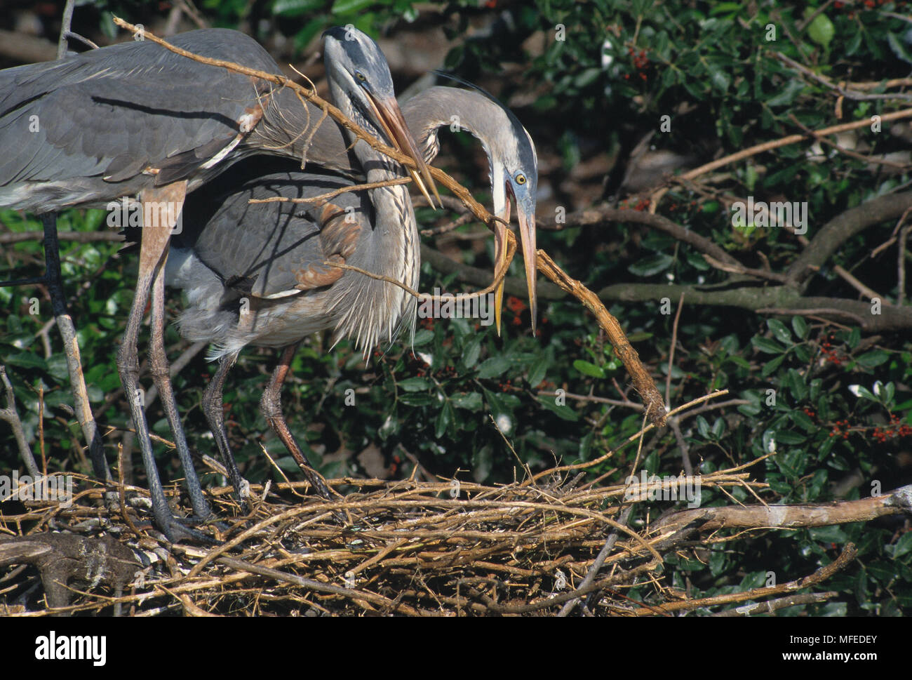 GREAT BLUE HERON pair Ardea herodias bonding while building nest ...