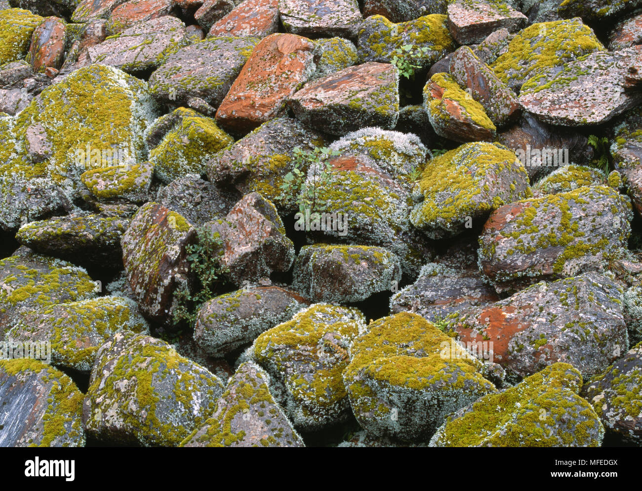LICHENS, mosses and colonising plants on boulders Stock Photo - Alamy