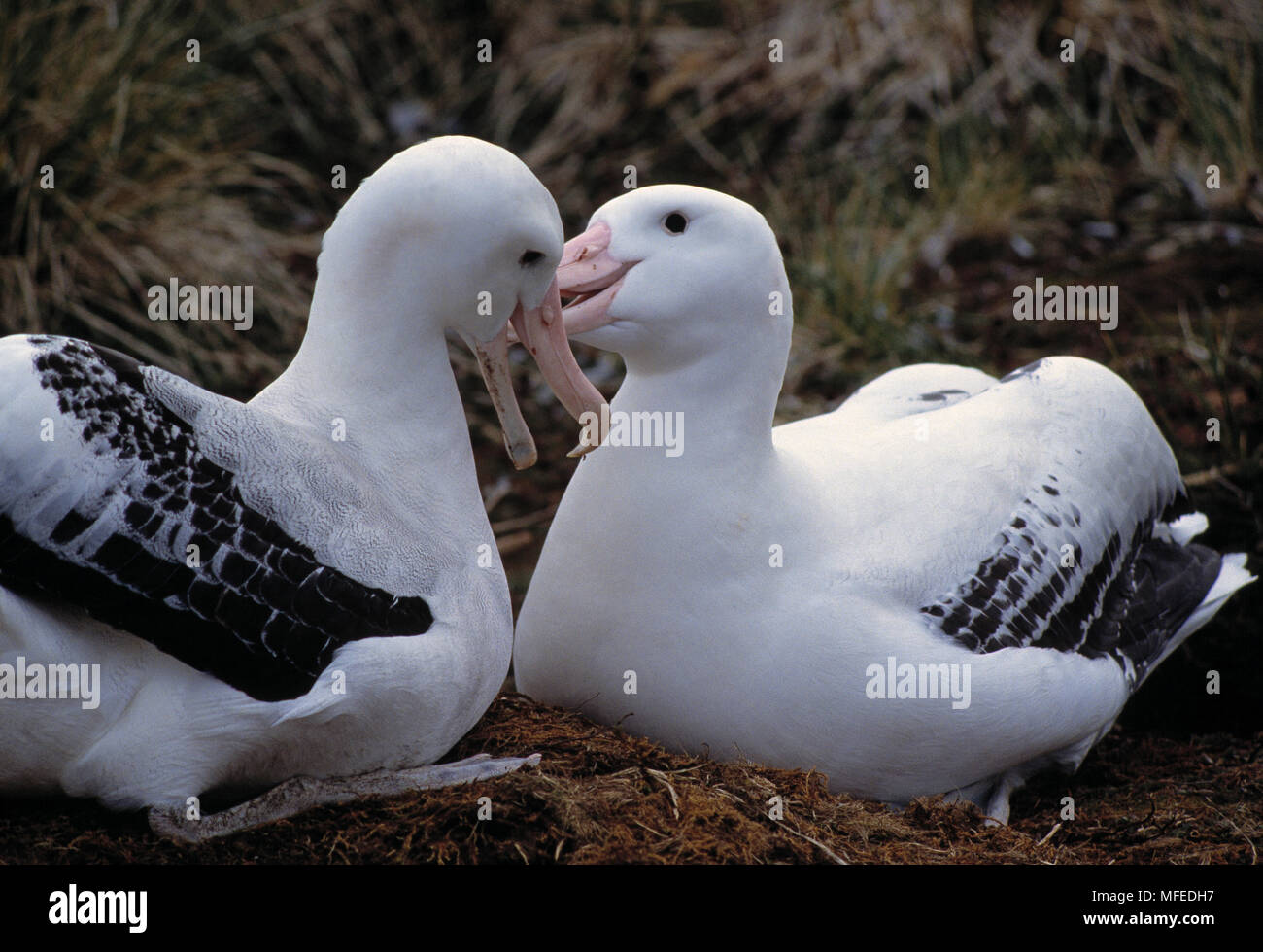 Diomedea exulans bill hi-res stock photography and images - Alamy