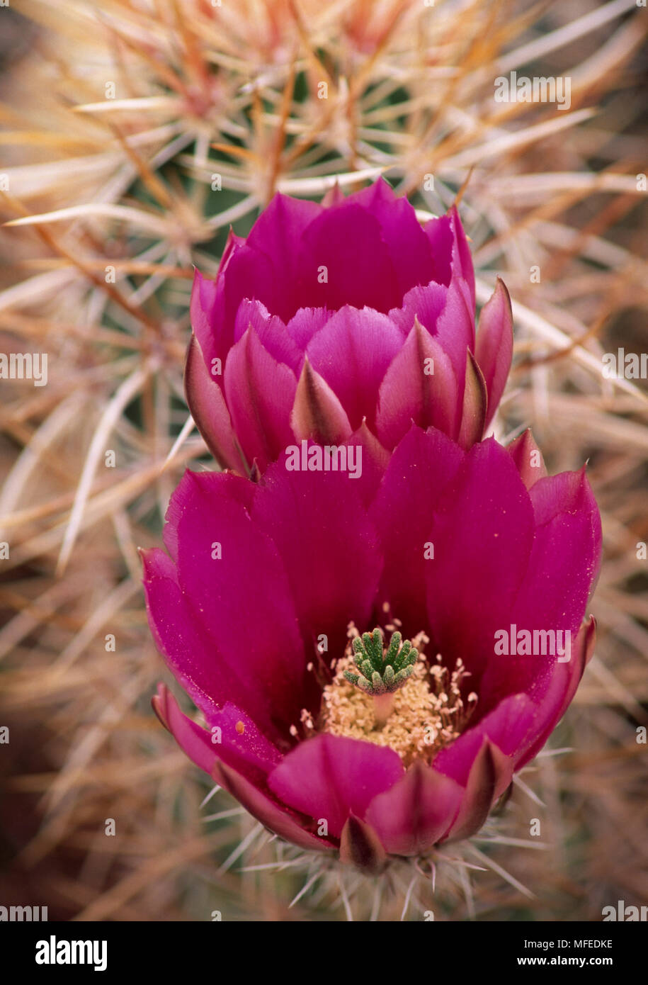 STRAWBERRY HEDGEHOG CACTUS Echinocereus engelmannii flower detail March ...