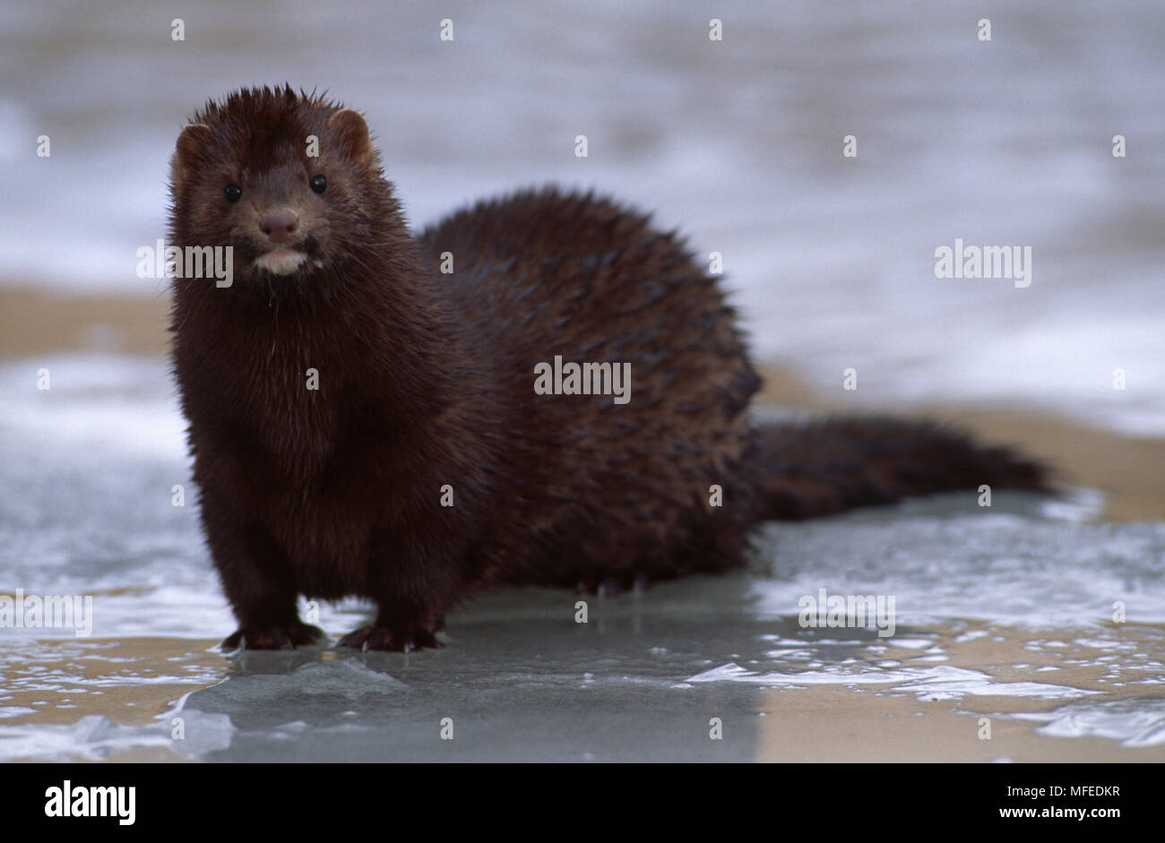 American minks hi-res stock photography and images - Alamy