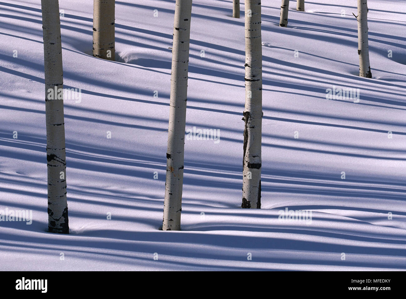 QUAKING ASPEN trunks Populus tremuloides casting shadows on snow. USA ...