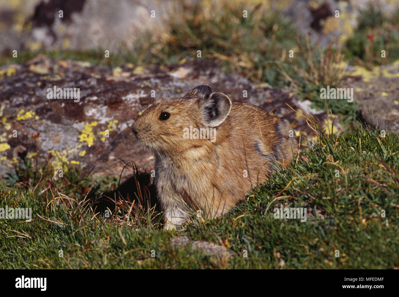 Pika ochotona sp hi-res stock photography and images - Alamy