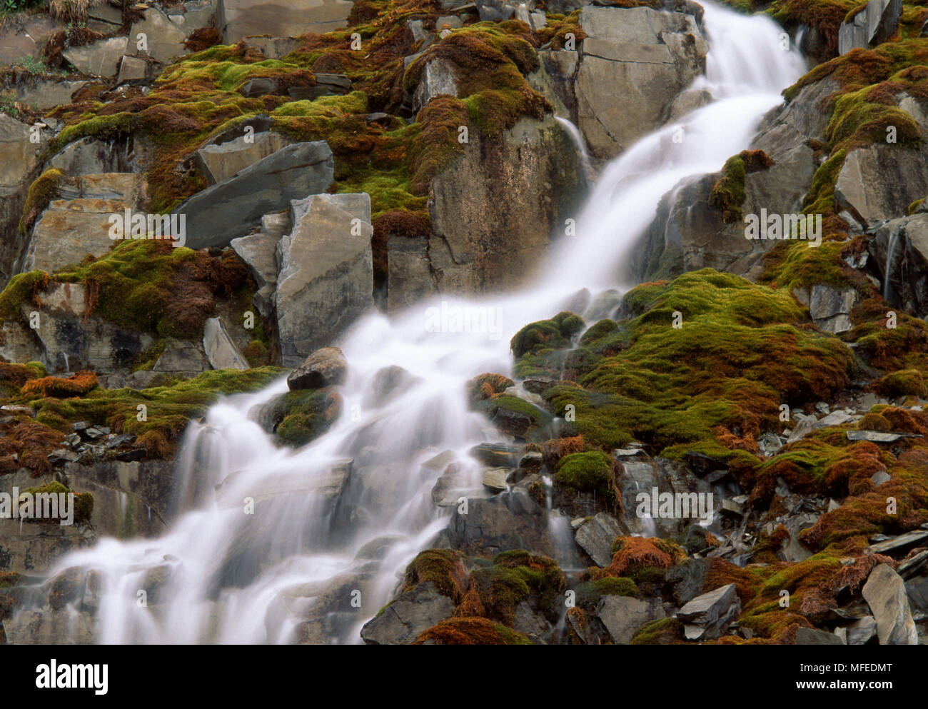 CASCADING STREAM flowing over mossy rocks Colorado, mid-western USA ...