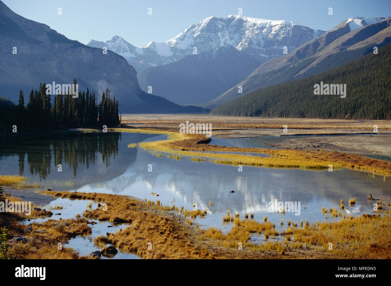 MOUNT KITCHENER & Sunwapta River with sedges Jasper National Park ...