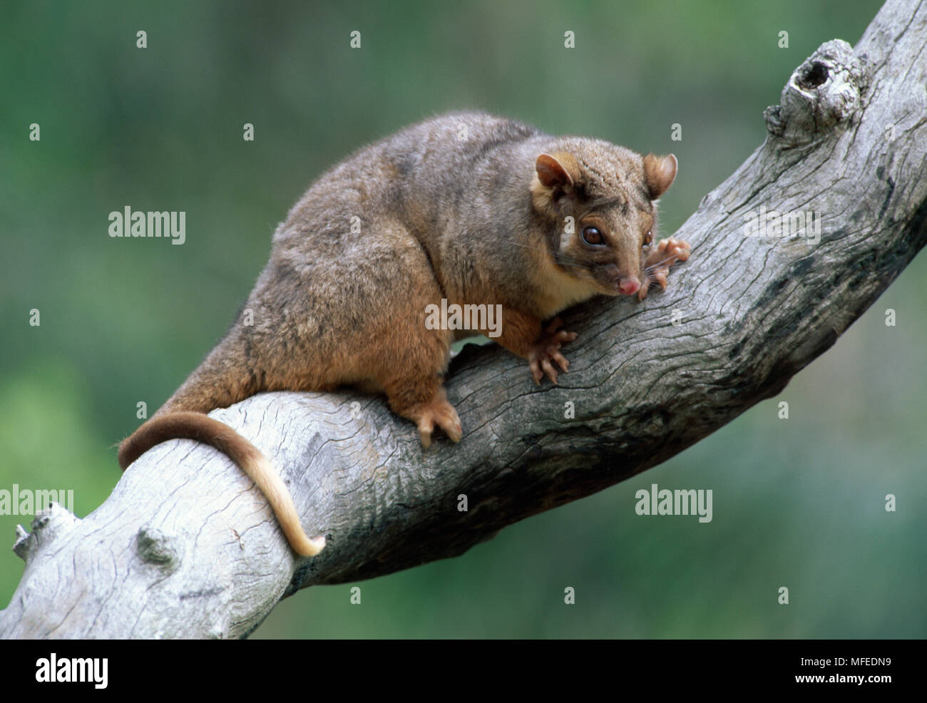 Ringtail possum hi-res stock photography and images - Alamy