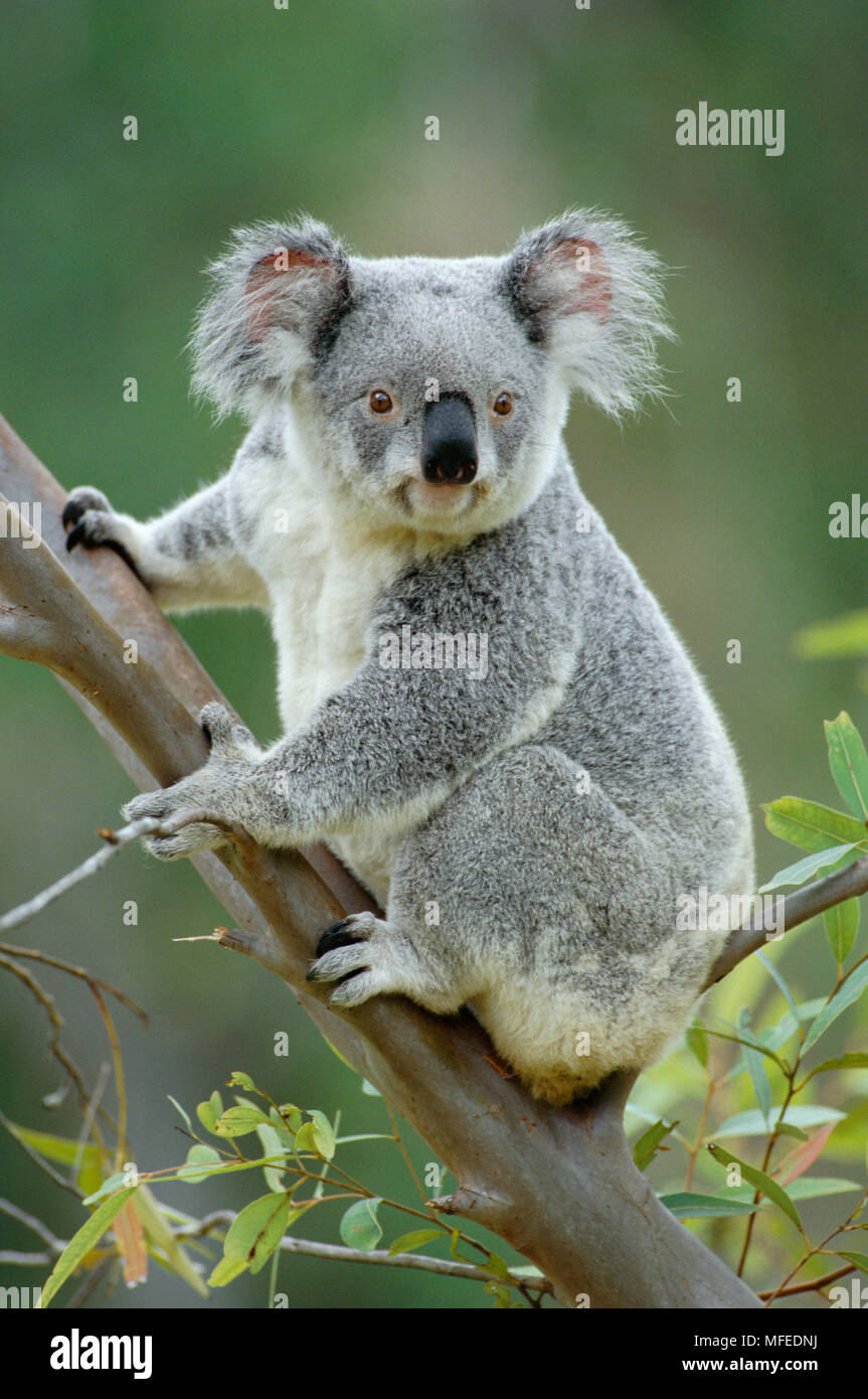 KOALA in eucalyptus tree Phascolarctos cinereus Eastern Australia Stock ...